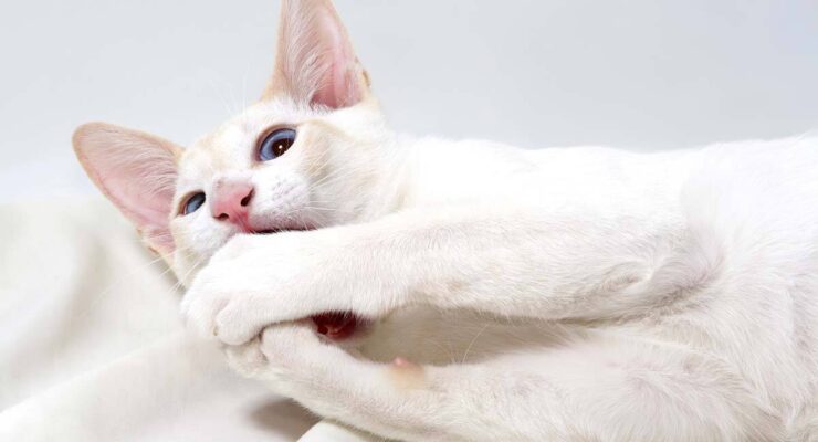 Flame Point Siamese Cats - Important Facts and Kitty Stats