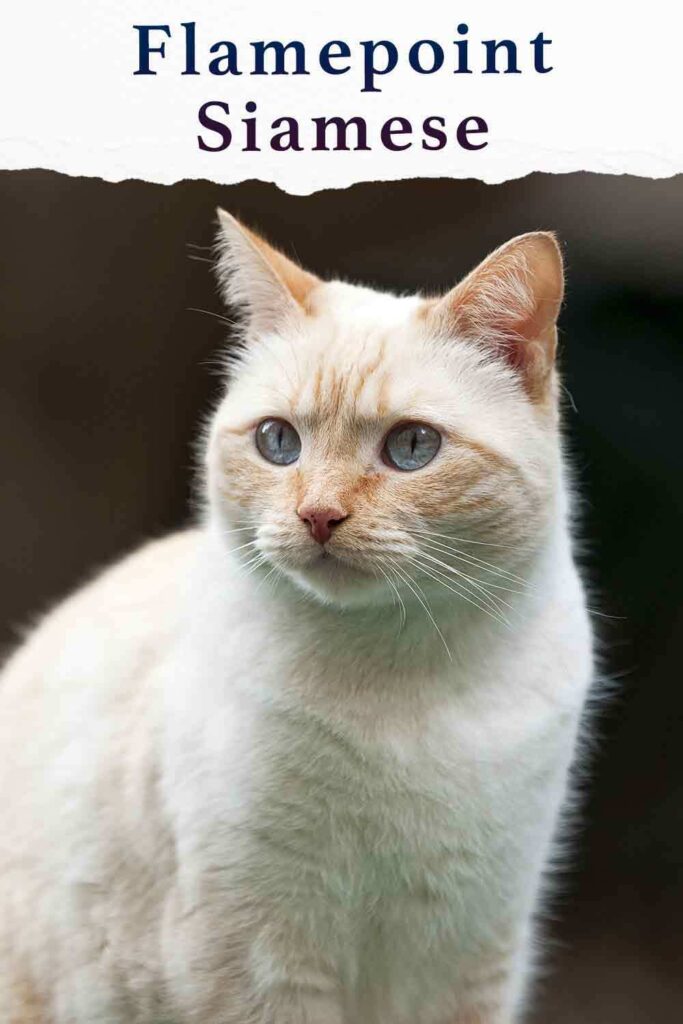 Flame Point Siamese Cats Important Facts And Kitty Stats