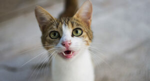 What Does It Mean When A Cat Trills - Deciphering Trilling Noises