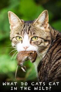 What Do Cats Eat In The Wild? Comparing Wild Cat And Pet Cat Diets