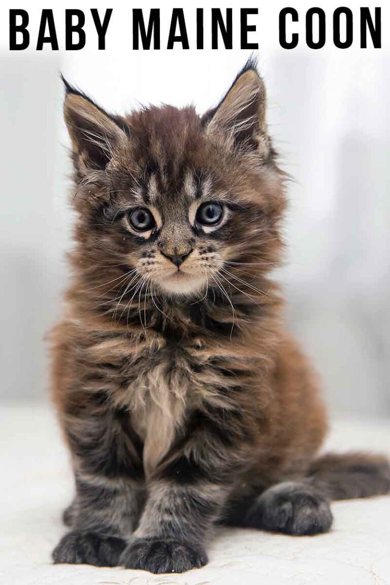 Baby Maine Coon Cat: Choosing And Raising Your Maine Coon Kitten