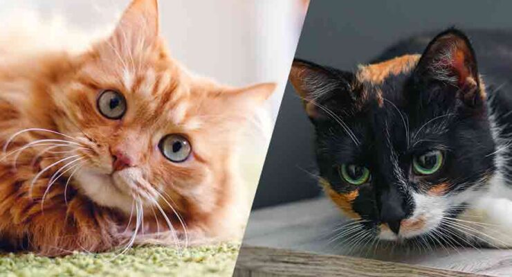 Cat Fur Patterns - How Many Have You Seen Before?