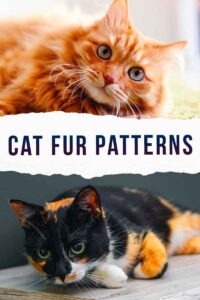 Cat Fur Patterns - How Many Have You Seen Before?