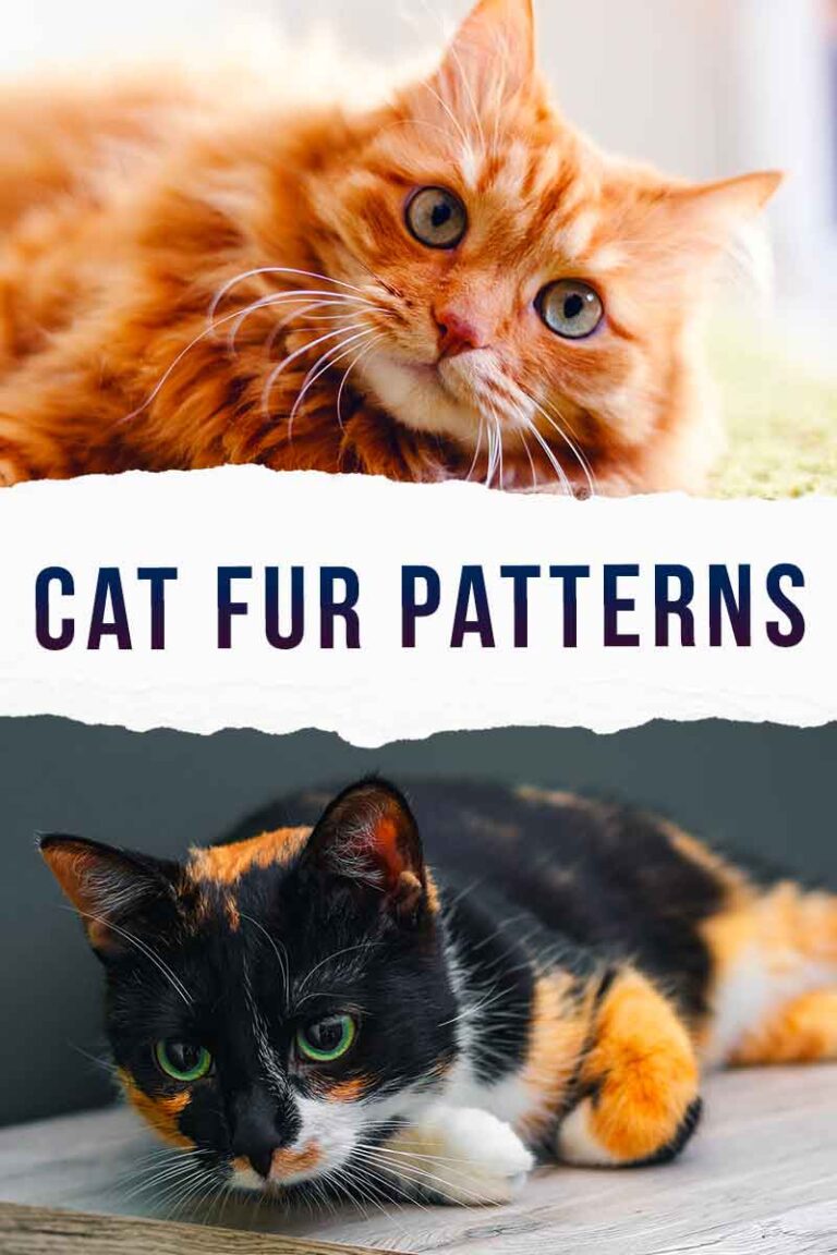 Cat Fur Patterns - How Many Have You Seen Before?