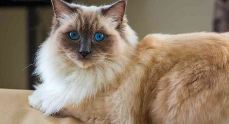 Blue Mink Ragdoll Cat - What Makes The Blue Mink Ragdoll Special?