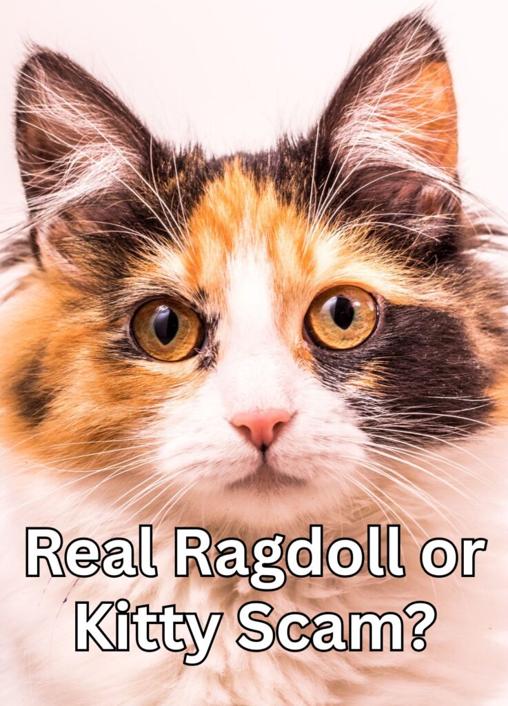 Calico Ragdoll Cat - Can Ragdolls Have Calico Coloring?