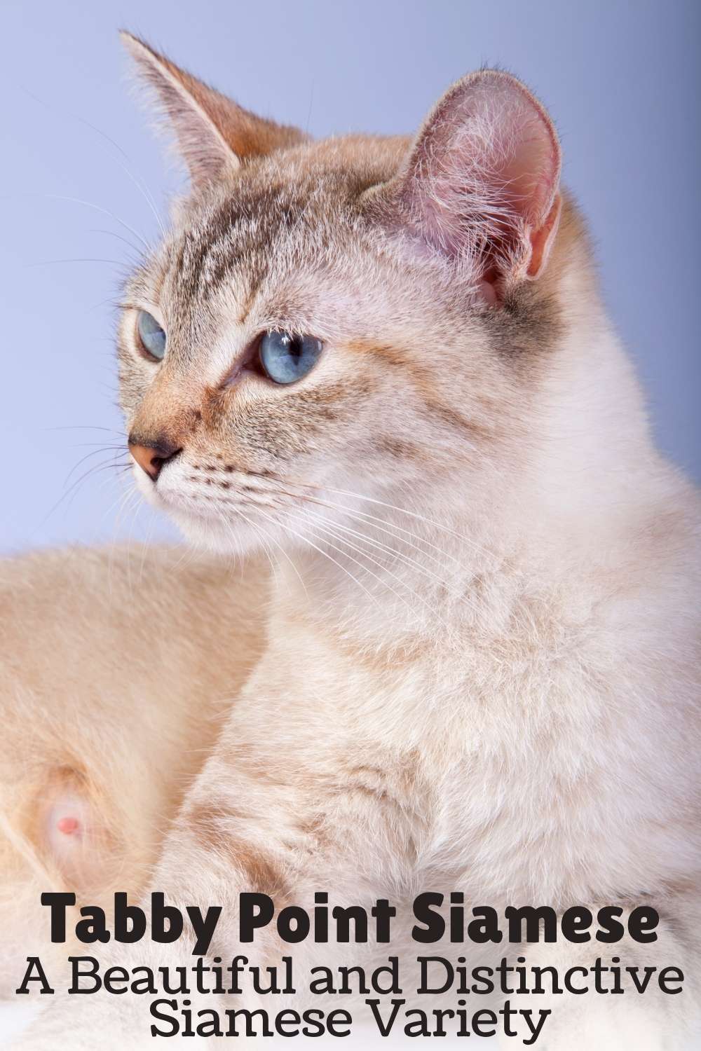 Tabby Point Siamese - Everything You Need To Know