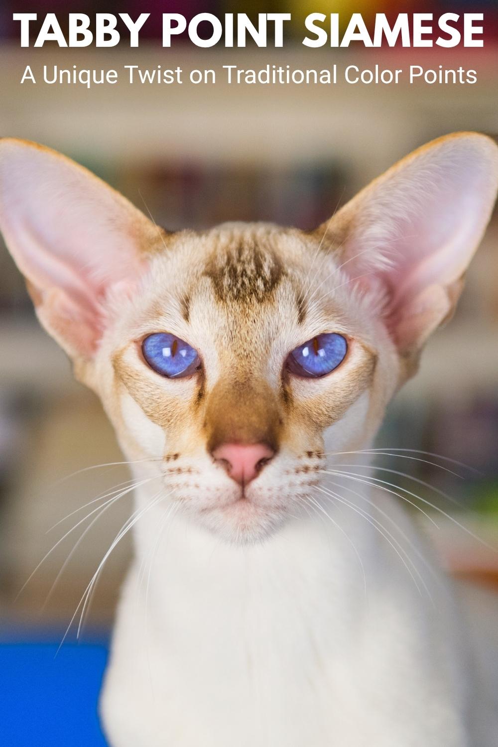 Tabby Point Siamese - Everything You Need To Know
