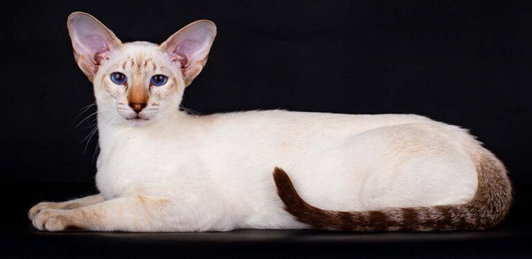 Tabby Point Siamese - Everything You Need To Know