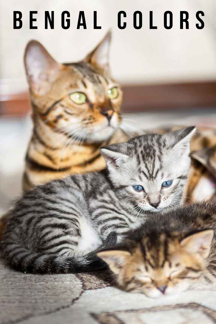 Bengal Colors - 40 Ways To Look Like A Leopard!