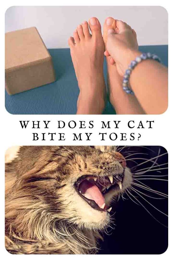 Why Does My Cat Bite My Toes? Why Does My Cat Bite My Toes?