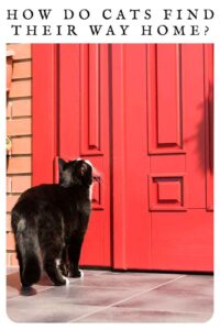 How Do Cats Find Their Way Home?