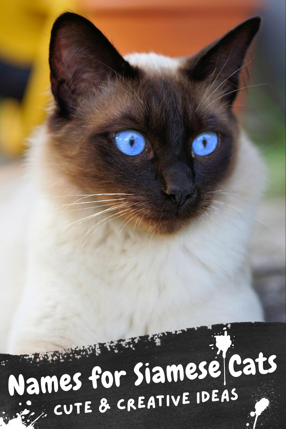 200 Best Siamese Cat Names For Your New Kitten
