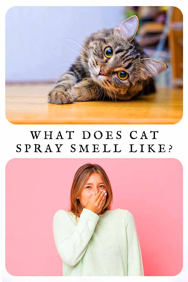 What Does Cat Spray Smell Like? What Does Cat Spray Smell Like?