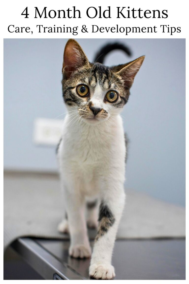 4 Month Old Kitten - Getting Bigger And Changing Fast!