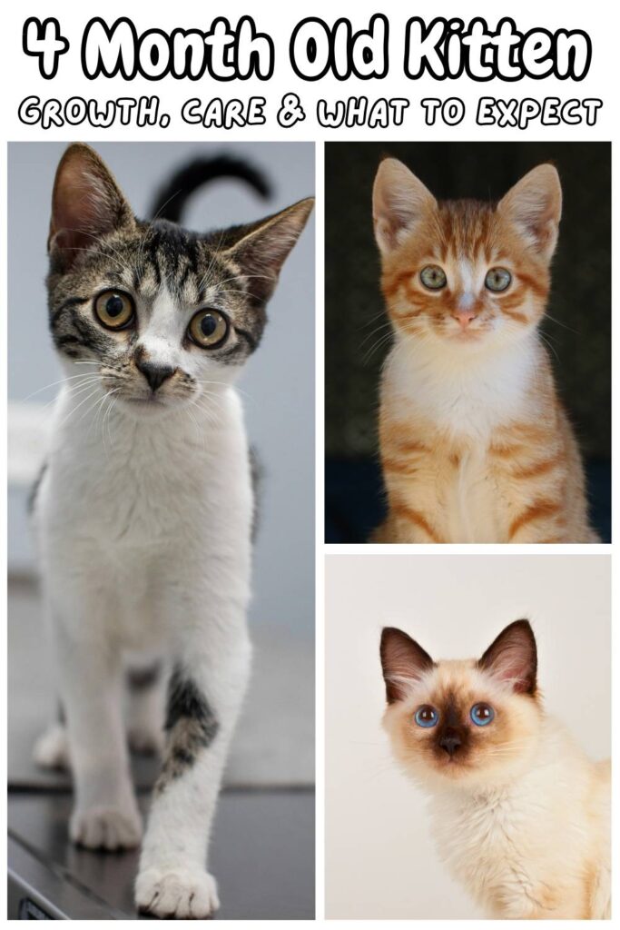 4 Month Old Kitten - Getting Bigger And Changing Fast!