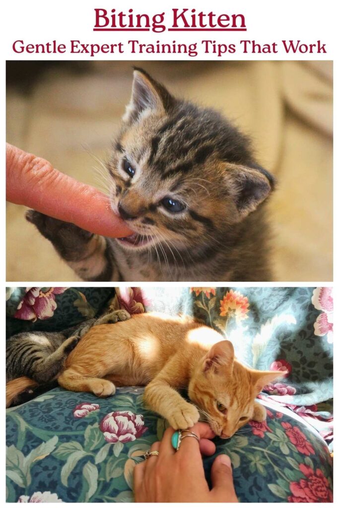 How To Stop A Kitten Biting - By An Expert Cat Behaviorist
