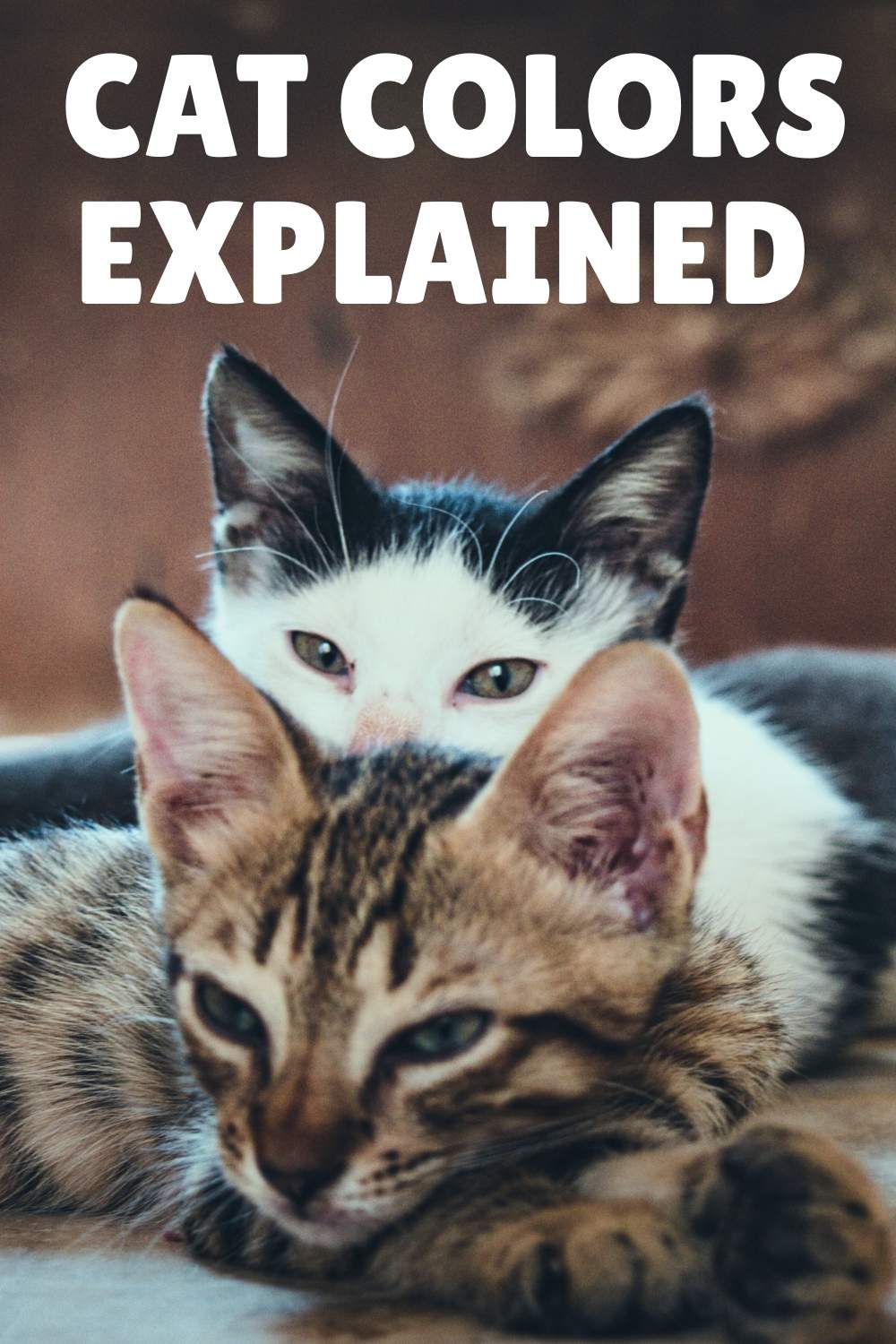 Cat Colors - Unravelling The Secrets Of Cats' Beautiful Coats