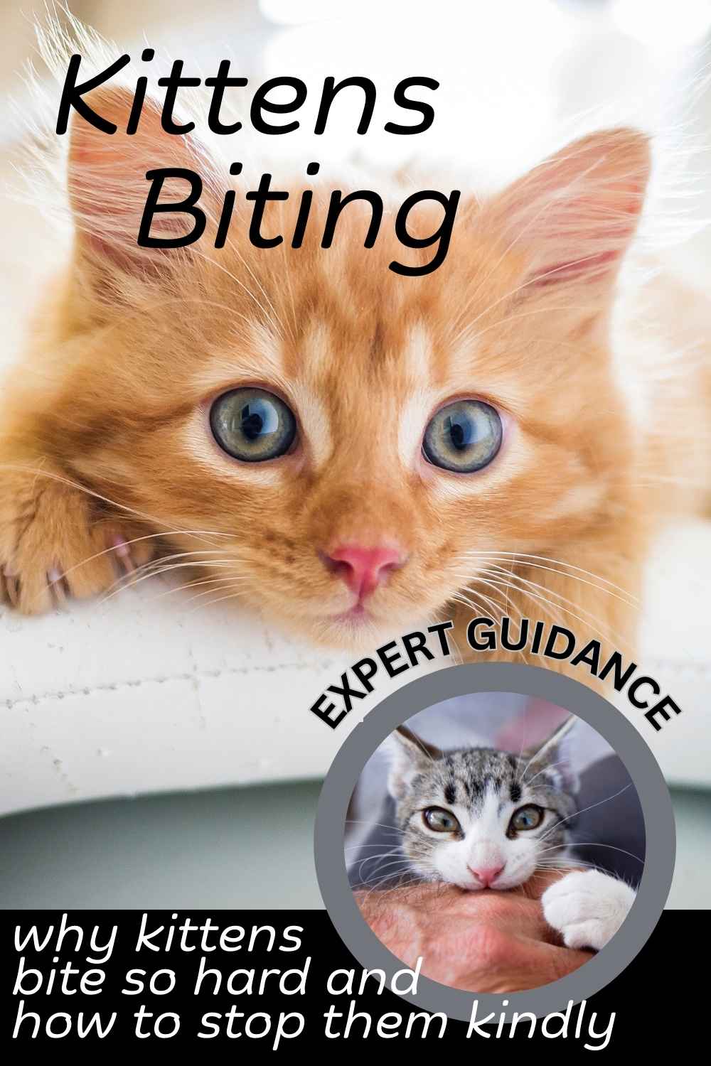How To Stop A Kitten Biting - By An Expert Cat Behaviorist