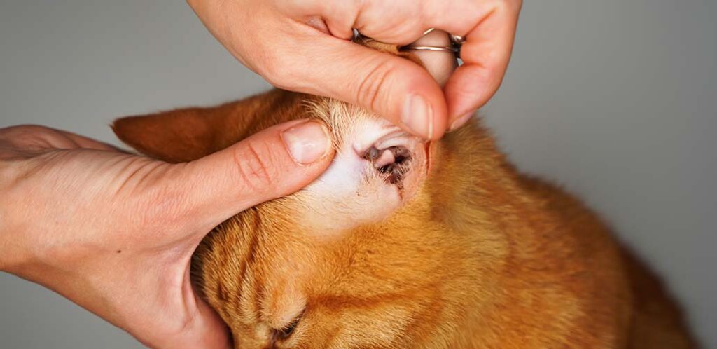 Will Rubbing Alcohol Kill Ear Mites In Cats? Will Rubbing Alcohol Kill Ear Mites In Cats?