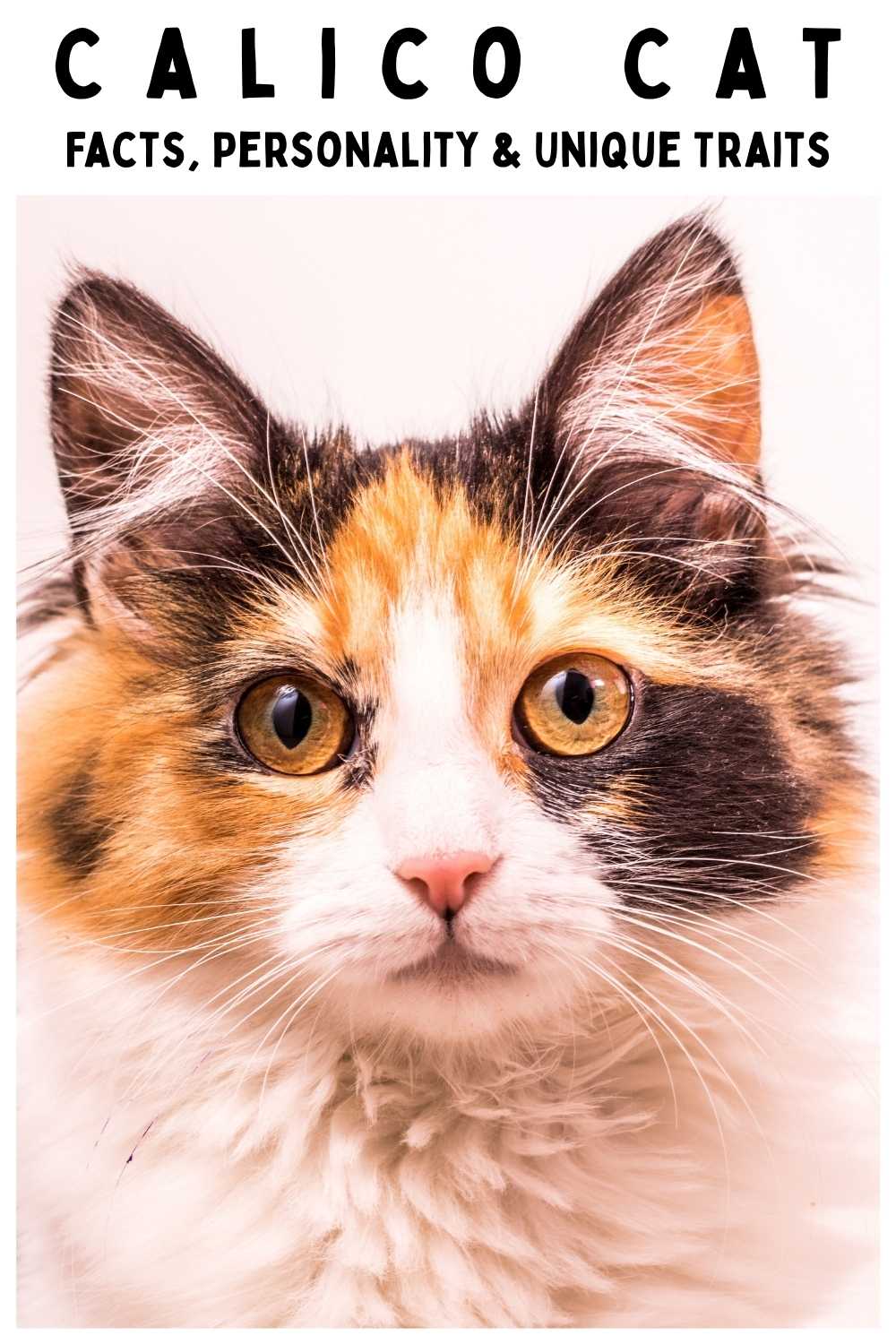 Calico Cat Facts: 25 Amazing Facts About Calico Cats