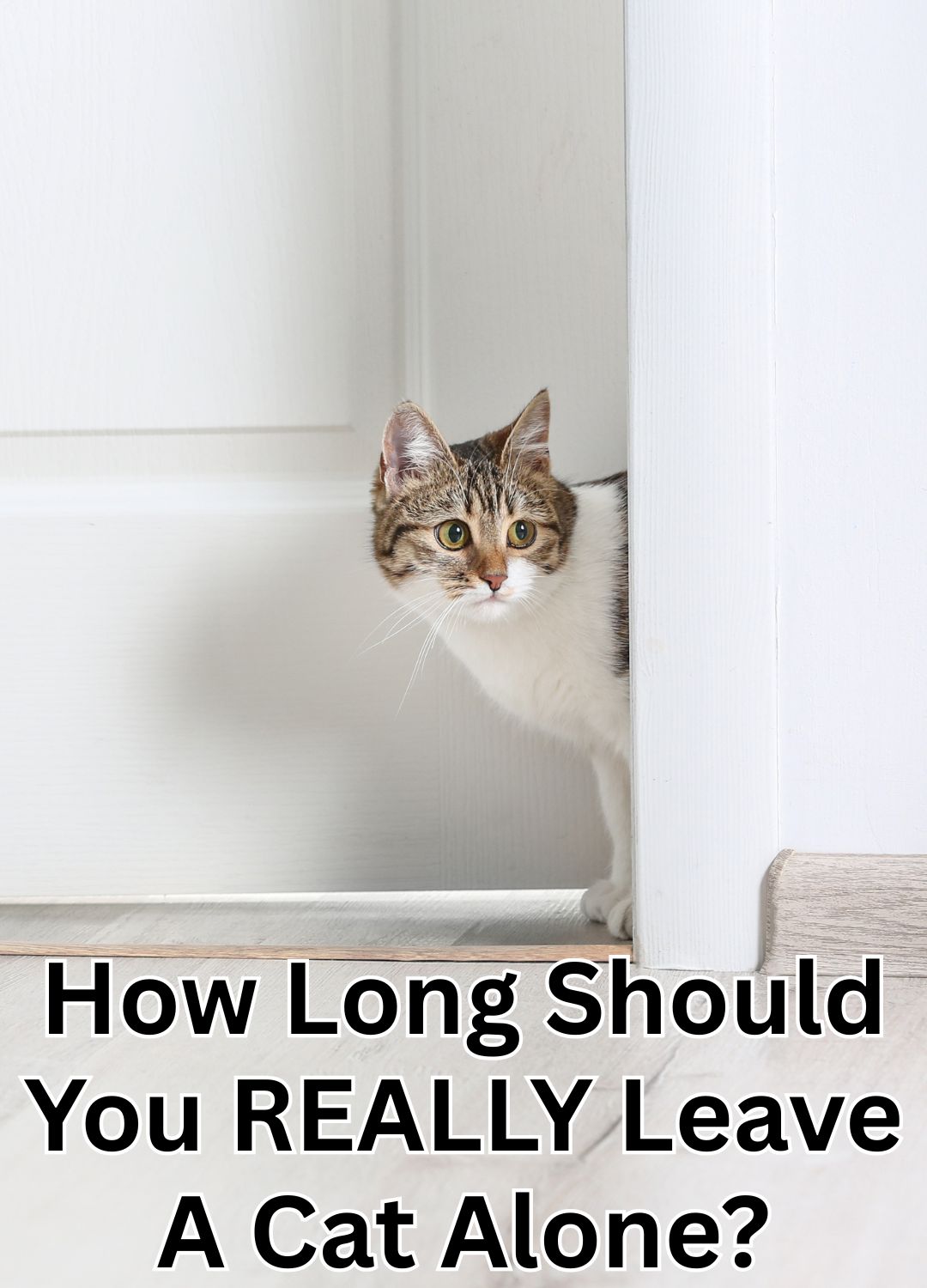 How Long Can You Leave A Cat Alone? When To Get A Pet Sitter