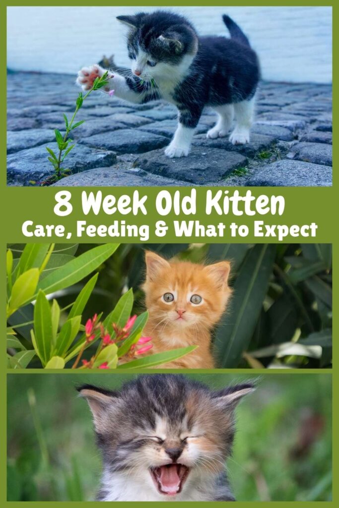 8 Week Old Kitten - Feeding, Weight, Care And Routines
