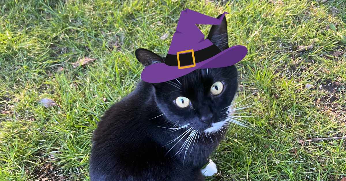 100 Name Ideas for Witches Cats