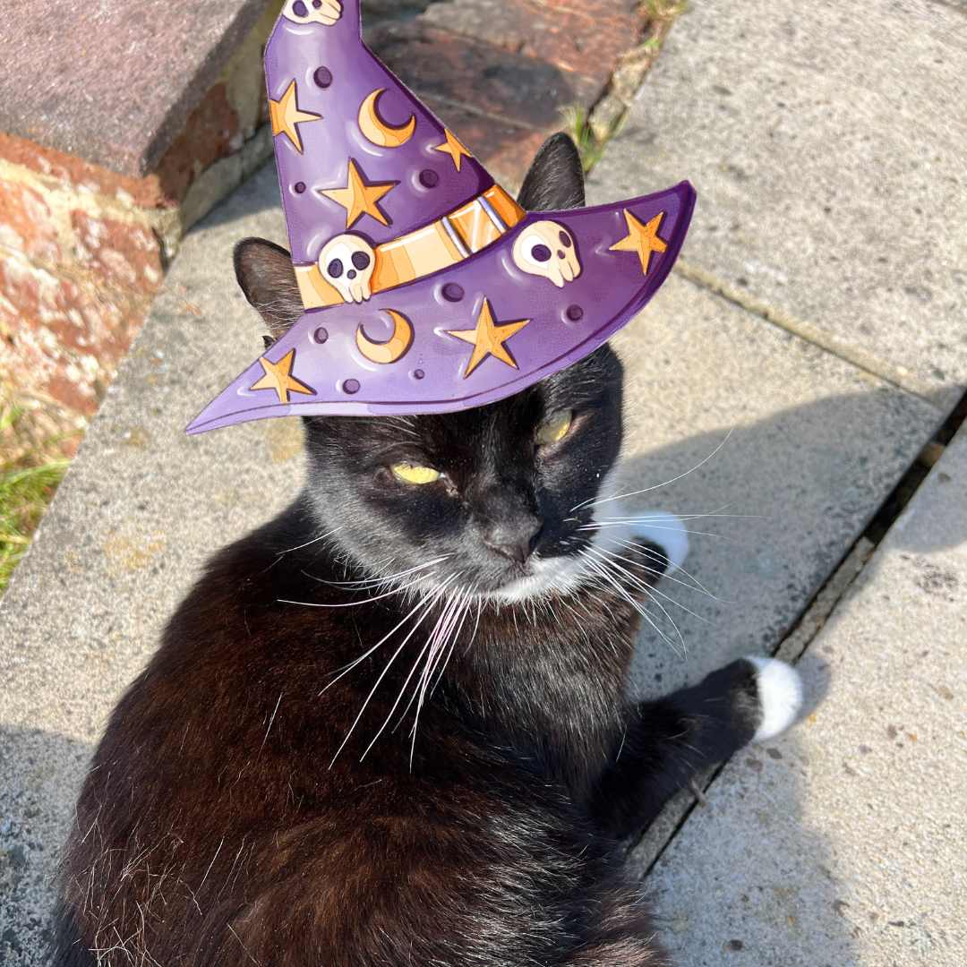 100 Name Ideas for Witches Cats