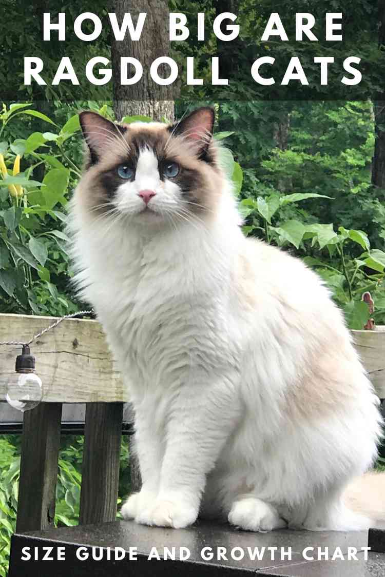 How Big Are Ragdoll Cats - Size Guide And Growth Chart