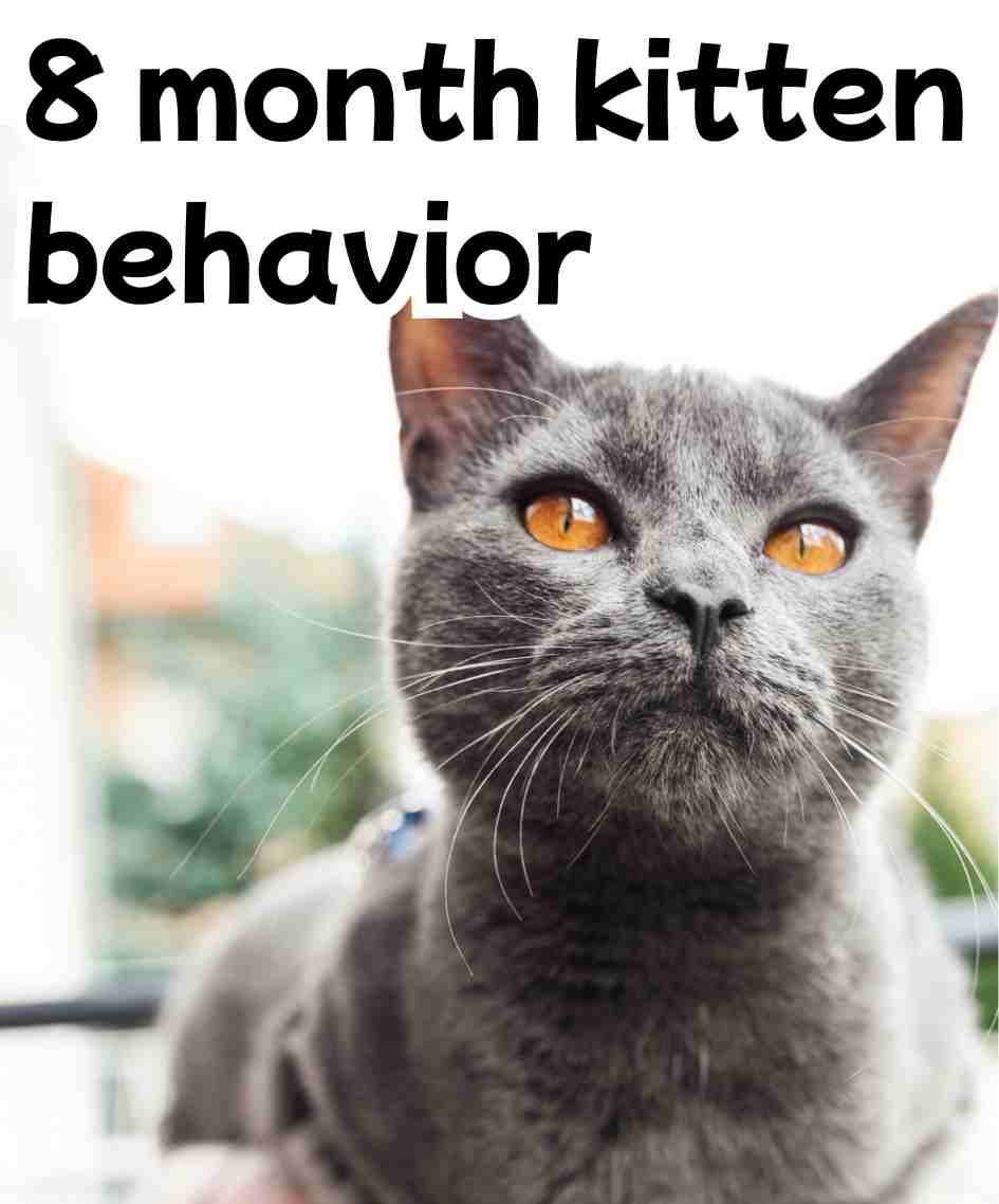 8 Month Old Kitten - Surviving Feline Adolescence