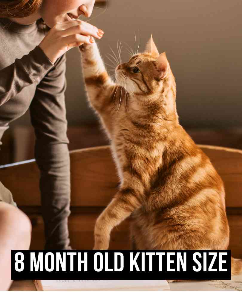 8 Month Old Kitten - Surviving Feline Adolescence
