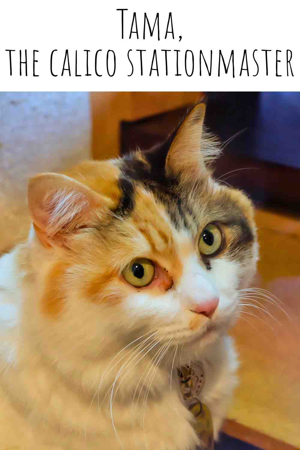 Calico Cat Facts: 25 Amazing Facts About Calico Cats