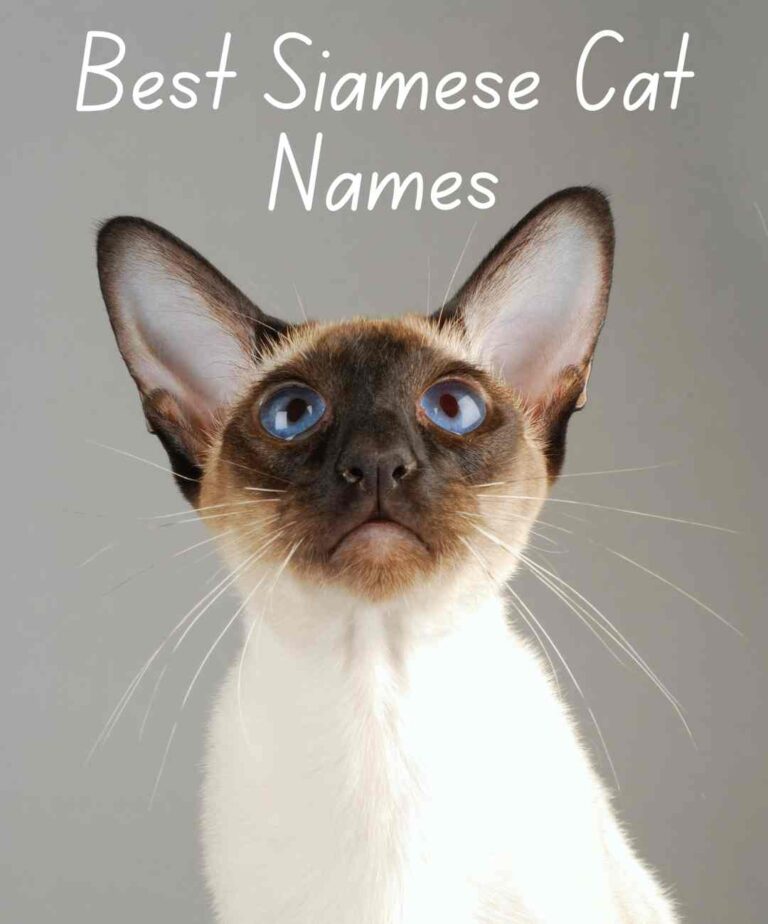 200 Best Siamese Cat Names For Your New Kitten