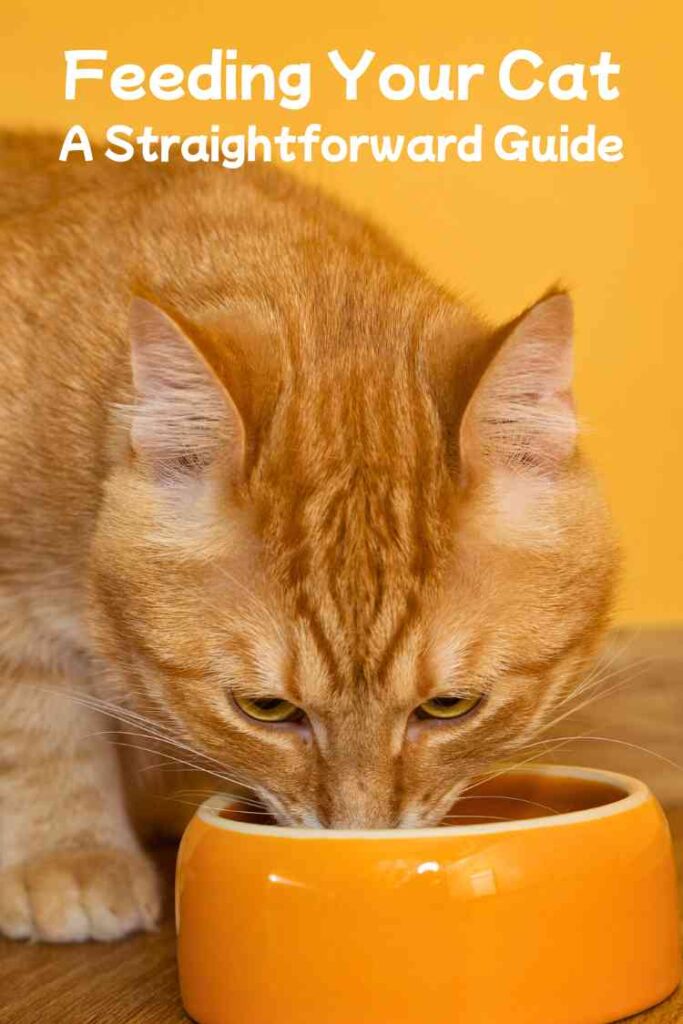 Feeding Your Cat - A Straightforward Guide