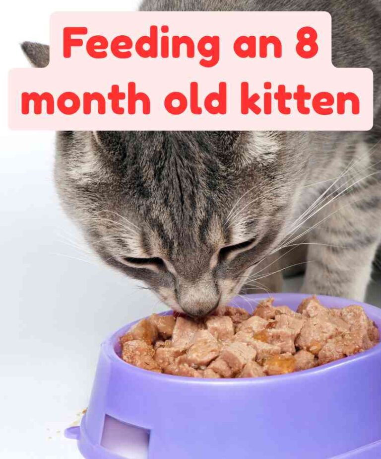 8 Month Old Kitten - Surviving Feline Adolescence