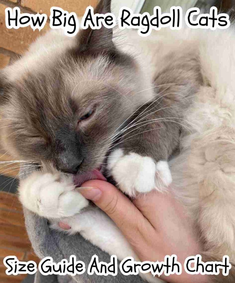 How Big Are Ragdoll Cats - Size Guide And Growth Chart