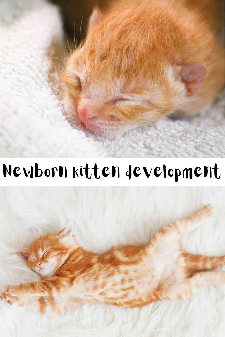 Newborn Kittens: Size, Growth, Development And Care