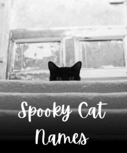 100 Name Ideas for Witches Cats