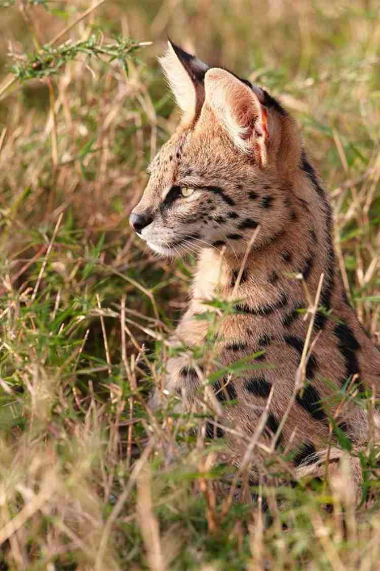 What Is The Savannah Cat?