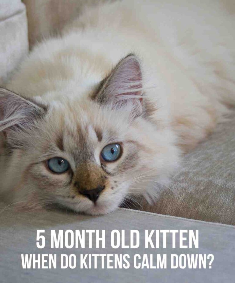 5 Month Old Kitten - What To Expect And How To Care For Them