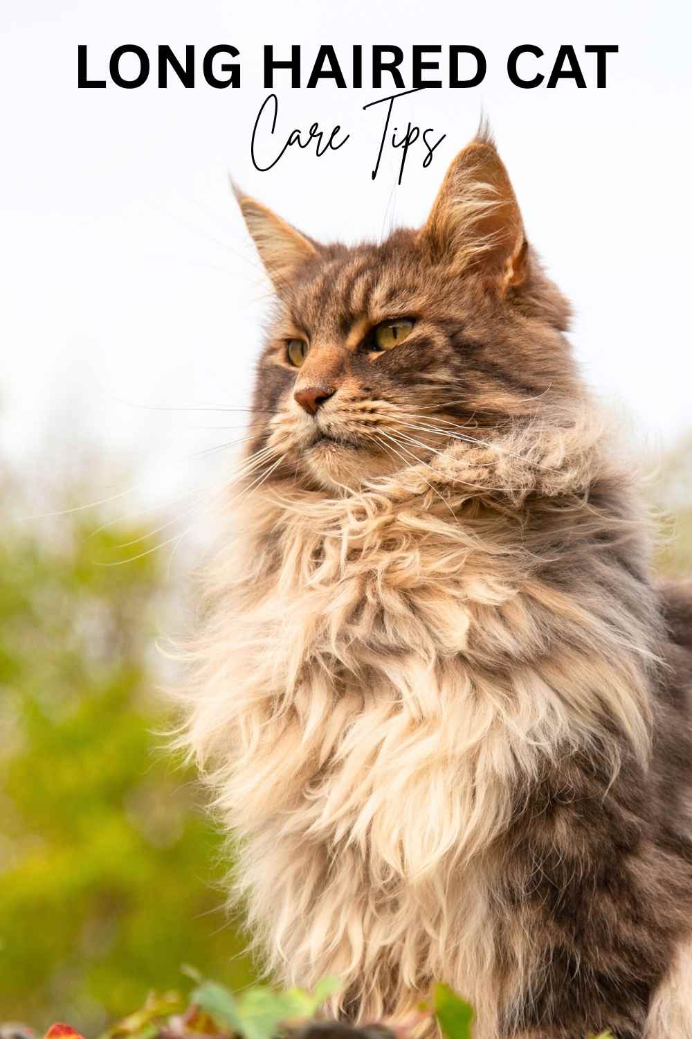 The Long and Short of It: Grooming, Hairballs, and Longhaired Cats