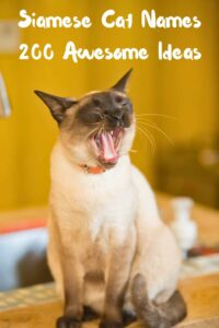 200 Best Siamese Cat Names For Your New Kitten