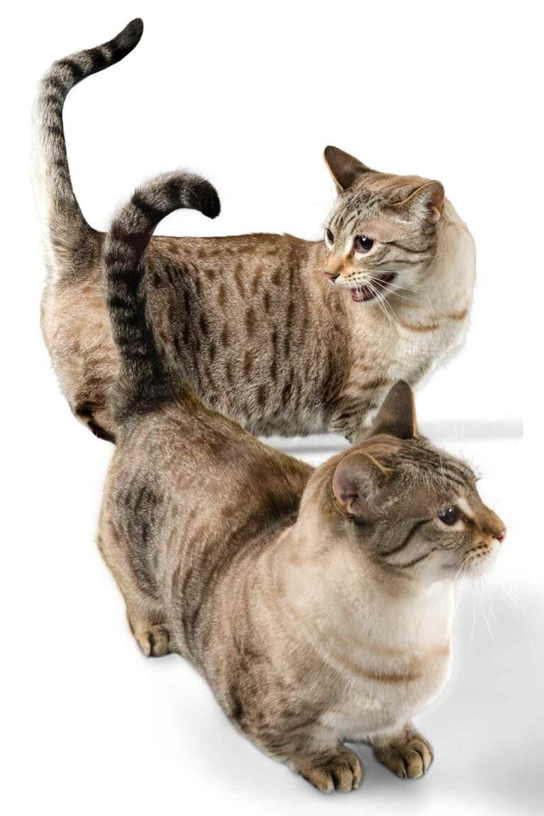 Tiny Cats, Big Controversy: What to Know Before Falling for Teacup ...